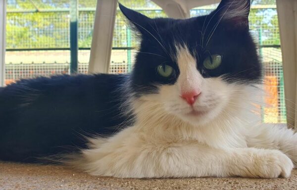 Nos chats à l'adoption - SPA Pays de Montbéliard