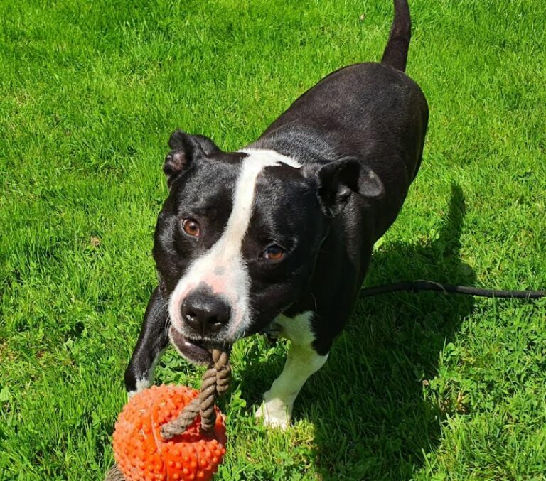 Nelson - SPA Pays de Montbéliard